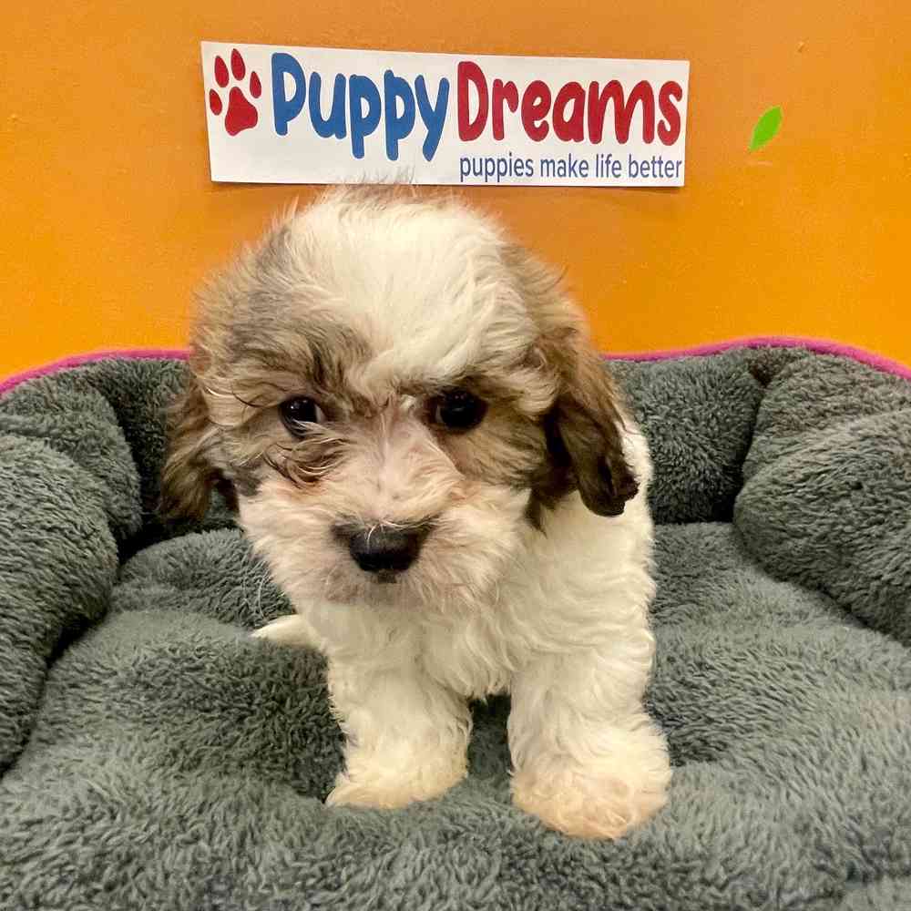 About Daisy Dog Breed