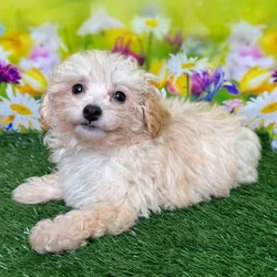 About Cotonpoo Breed