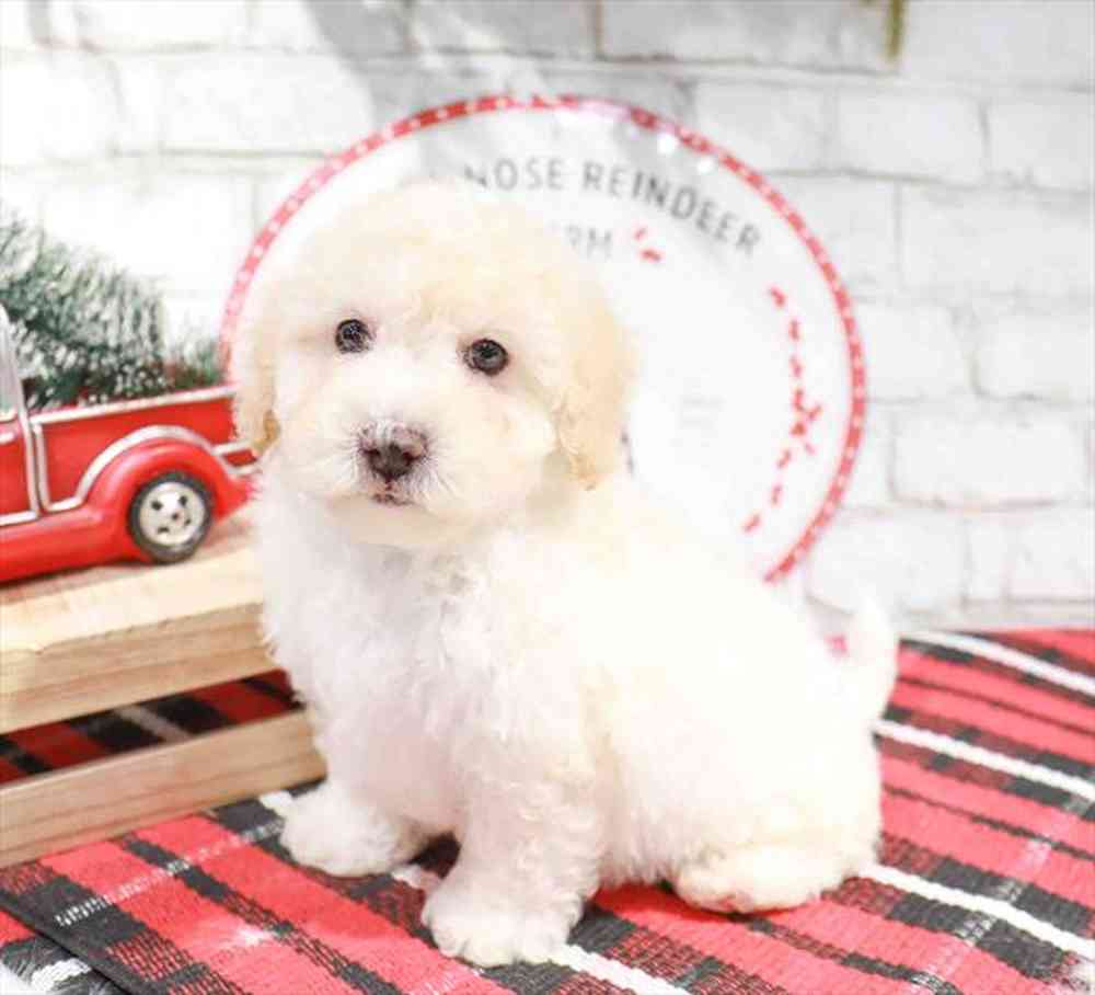 About Cotonpoo Breed