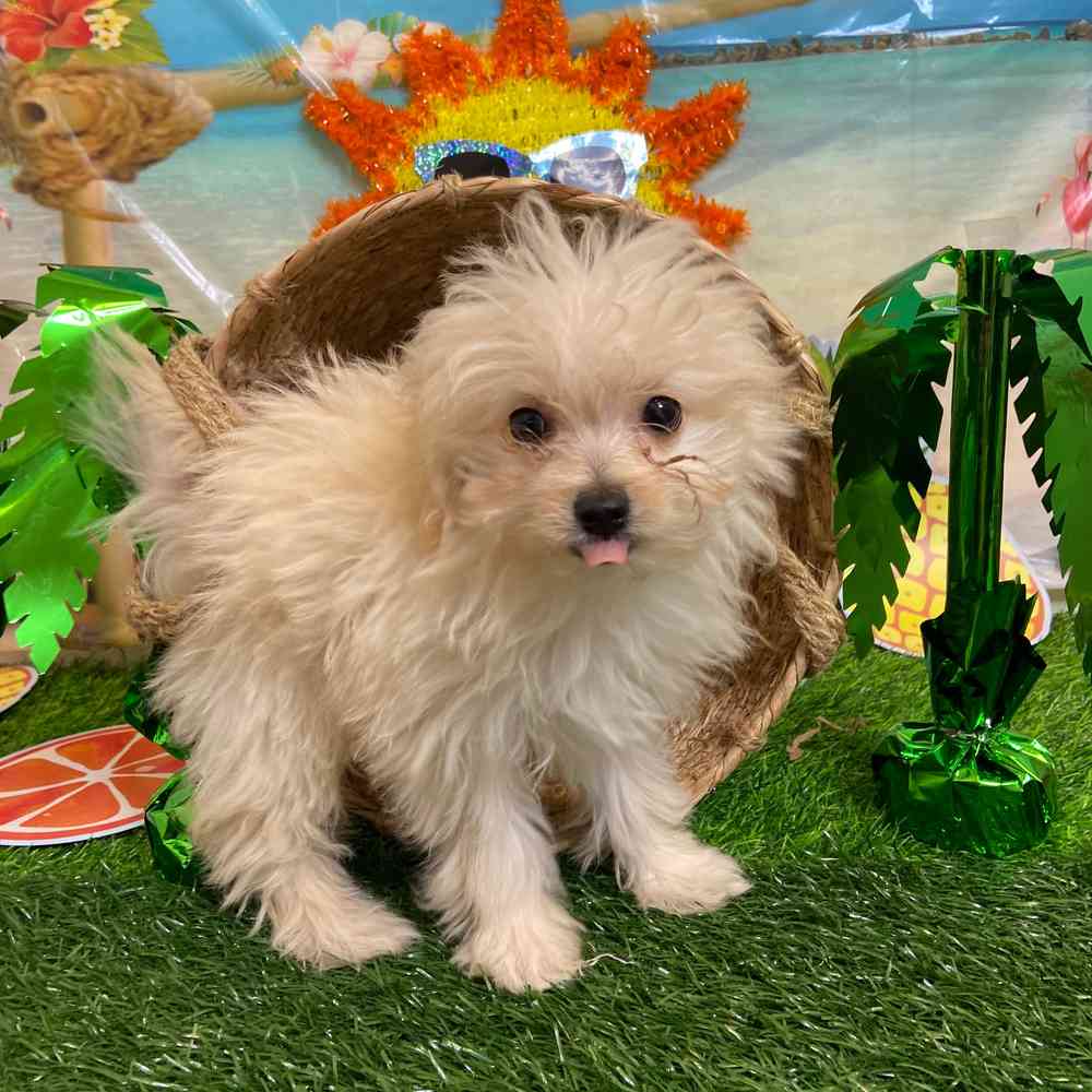 About Pom-A-Poo Breed