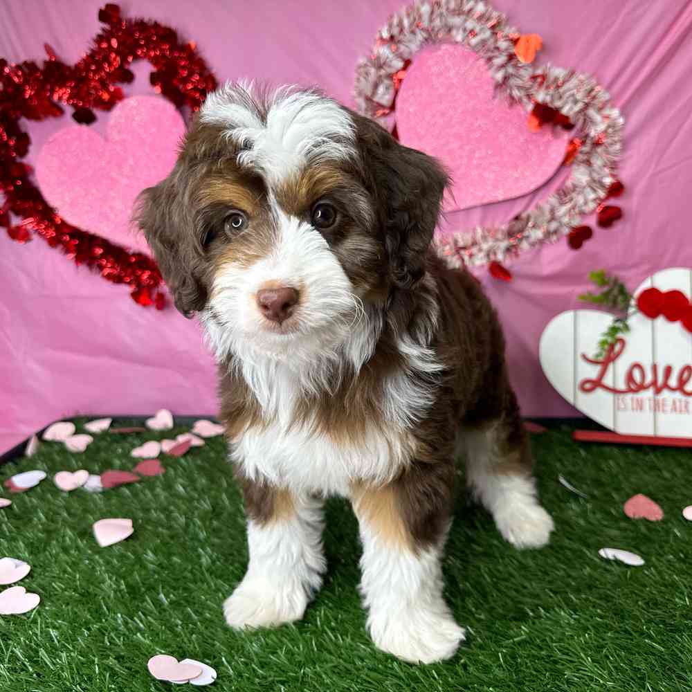 About Mini Aussie Poo Breed