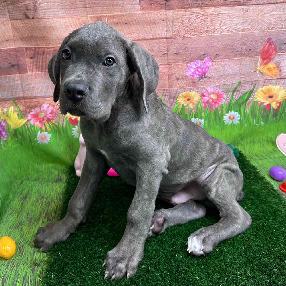Available puppies