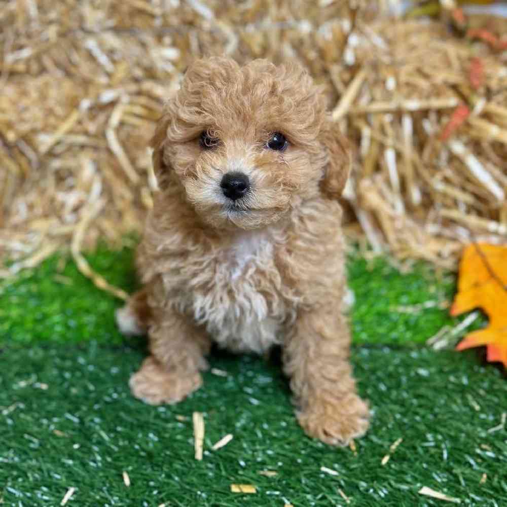 Bichon-Poodle For Sale | Puppy Dreams - Sherman