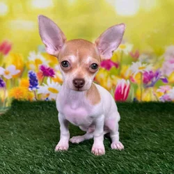 About Chiweenie Breed