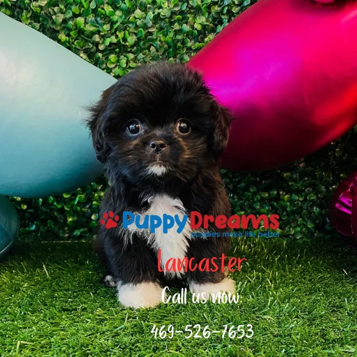About Peke-a-poo Breed