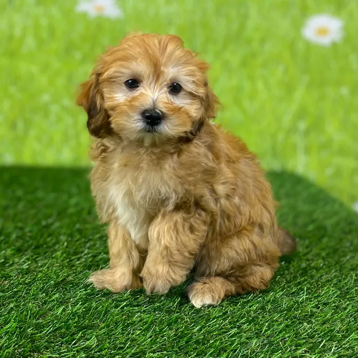 Havapoo For Sale | Puppy Dreams - Sherman