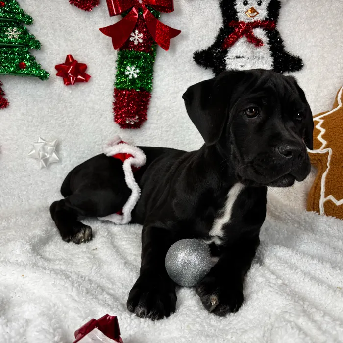 Cane Corso For Sale | Puppy Dreams - Arlington